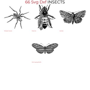 66 SVG Dxf ınsect Bundle for Lightburn Laser Engrave - Dragonfly ...