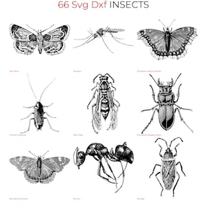 66 SVG Dxf ınsect Bundle for Lightburn Laser Engrave - Dragonfly ...