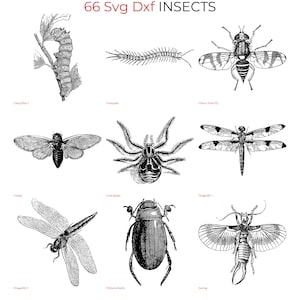 66 SVG Dxf ınsect Bundle for Lightburn Laser Engrave - Dragonfly ...