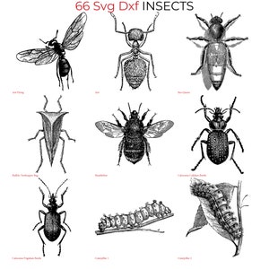 66 SVG Dxf ınsect Bundle for Lightburn Laser Engrave - Dragonfly ...