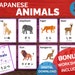 Beginner Japanese Travel Flashcard Set, Learn Japanese Starter Bundle ...