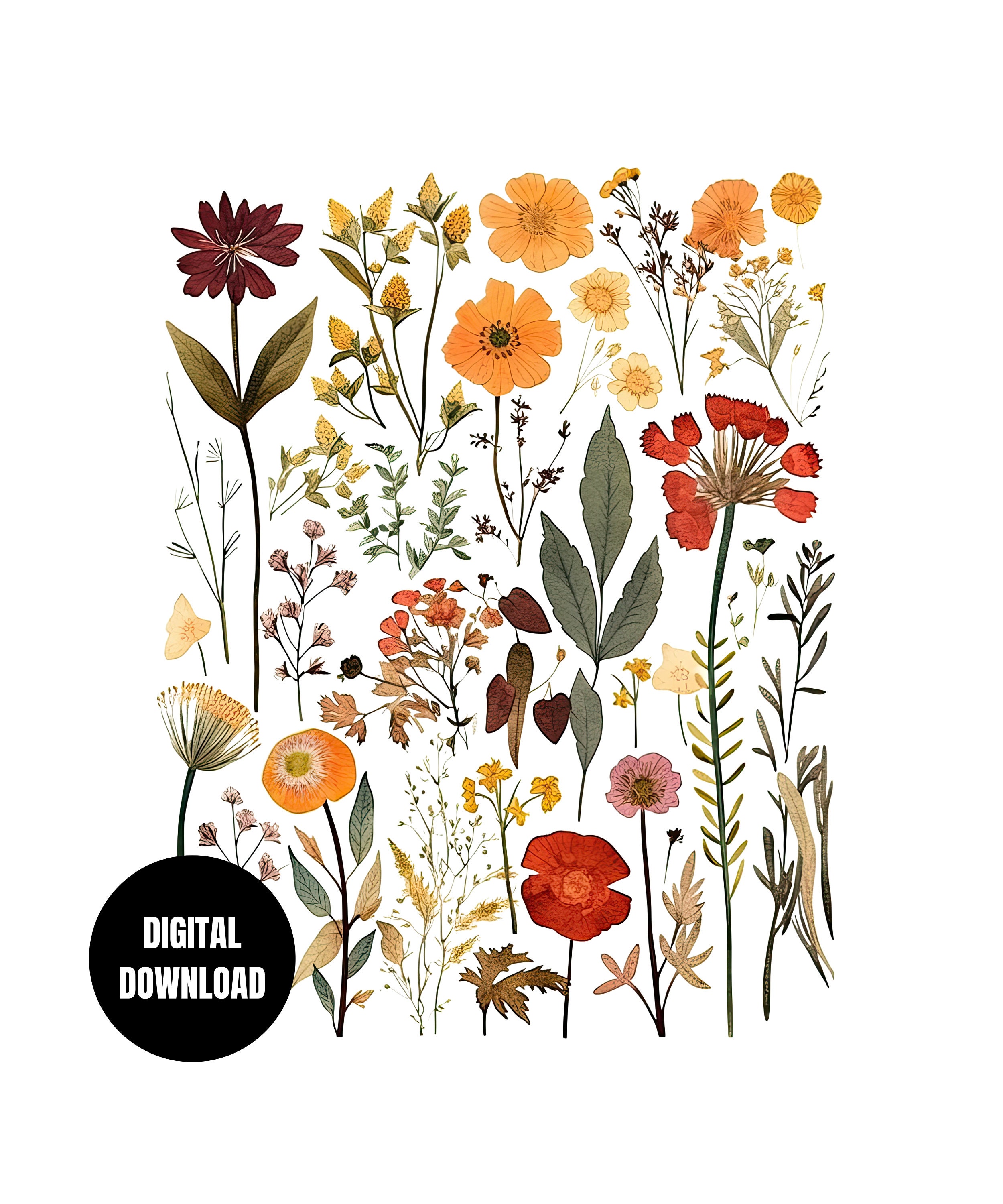 Retro Pressed Wildflowers PNG, Spring Boho Wild Flower, Botanical ...