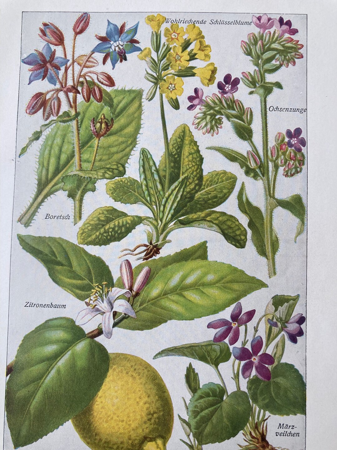 Medicinal Plants. Plant. Antique Print. Original. Vintage. Seldom. Old ...