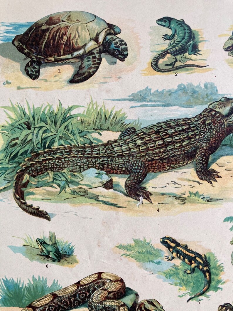 Reptiles. Antique Lithograph. Original. Vintage. Print. Seldom. Color ...