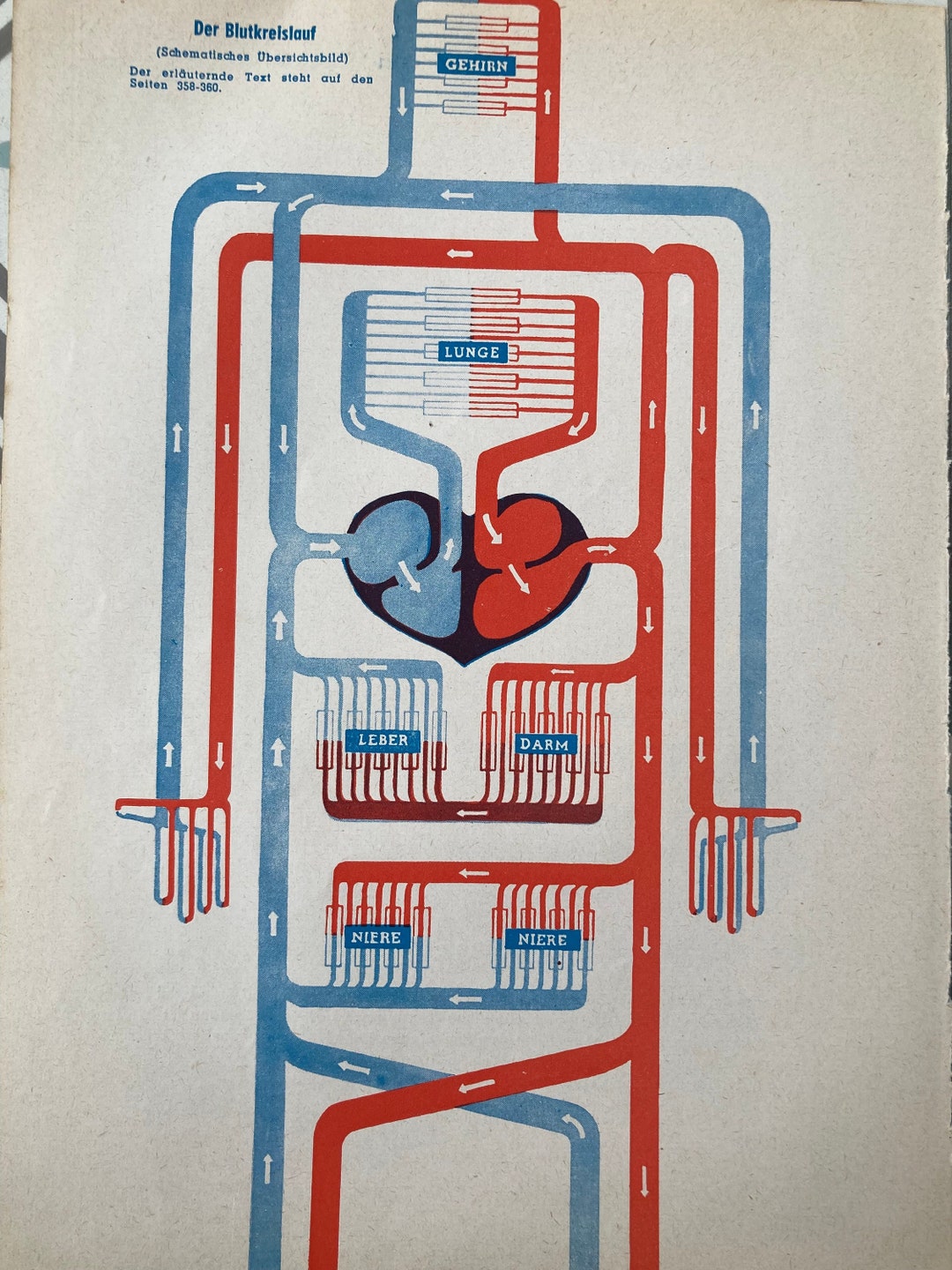 Bloodstream. Art. Medicine. Display Board. Antique Lithograph. Original ...