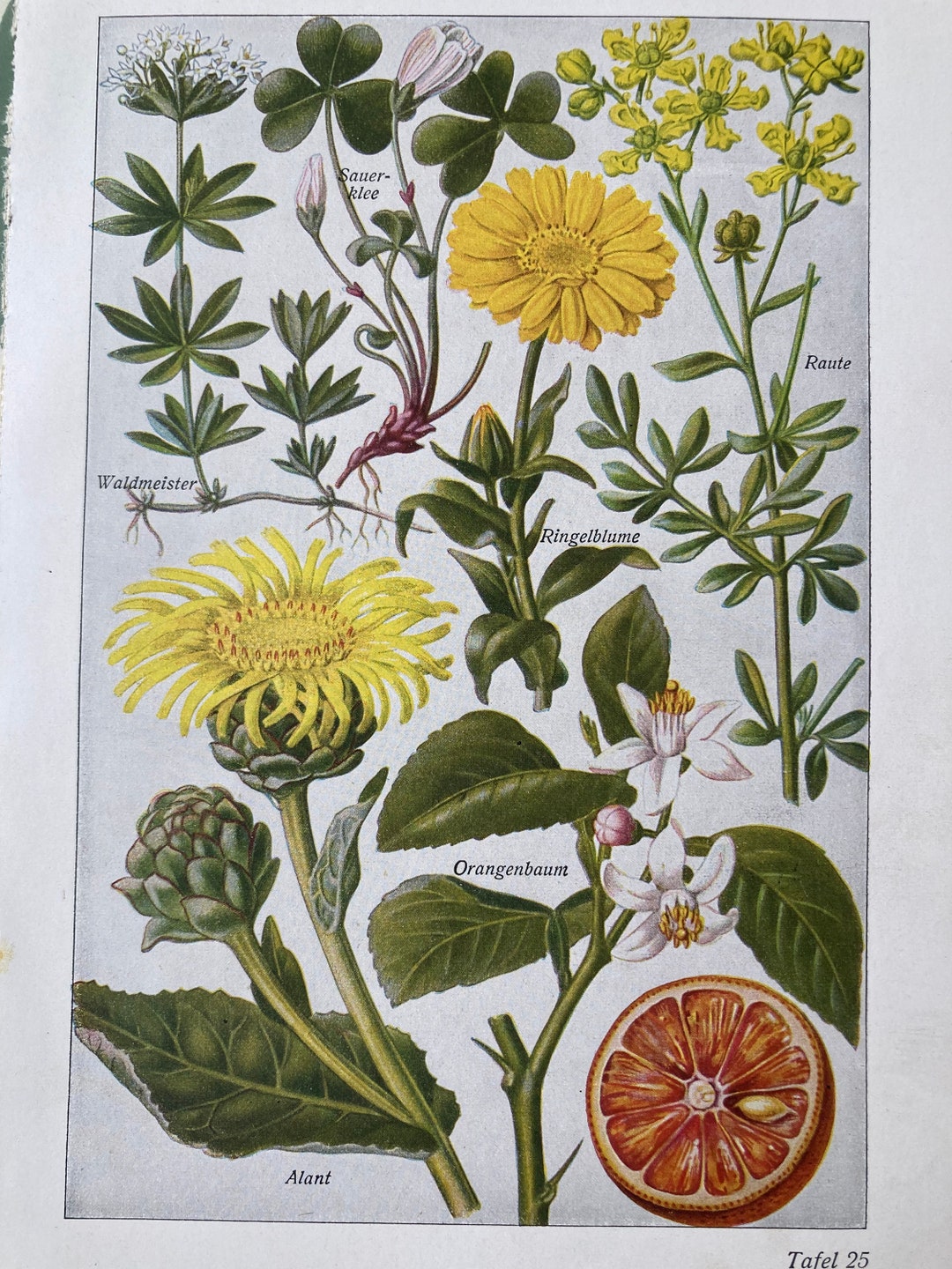 Medicinal Plants. Plant. Antique Print. Original. Vintage. Seldom. Old ...