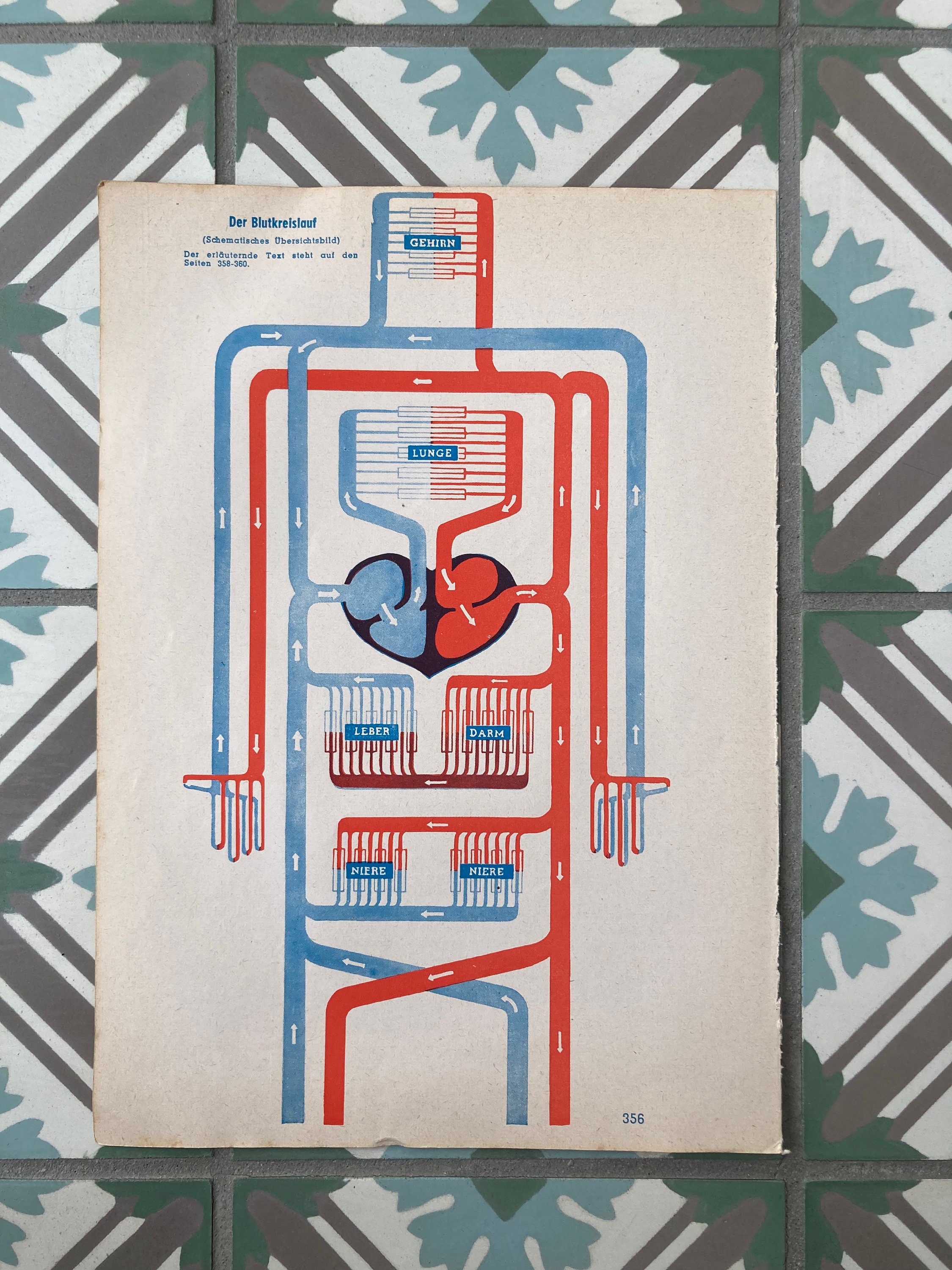 Bloodstream. Art. Medicine. Display Board. Antique Lithograph. Original ...