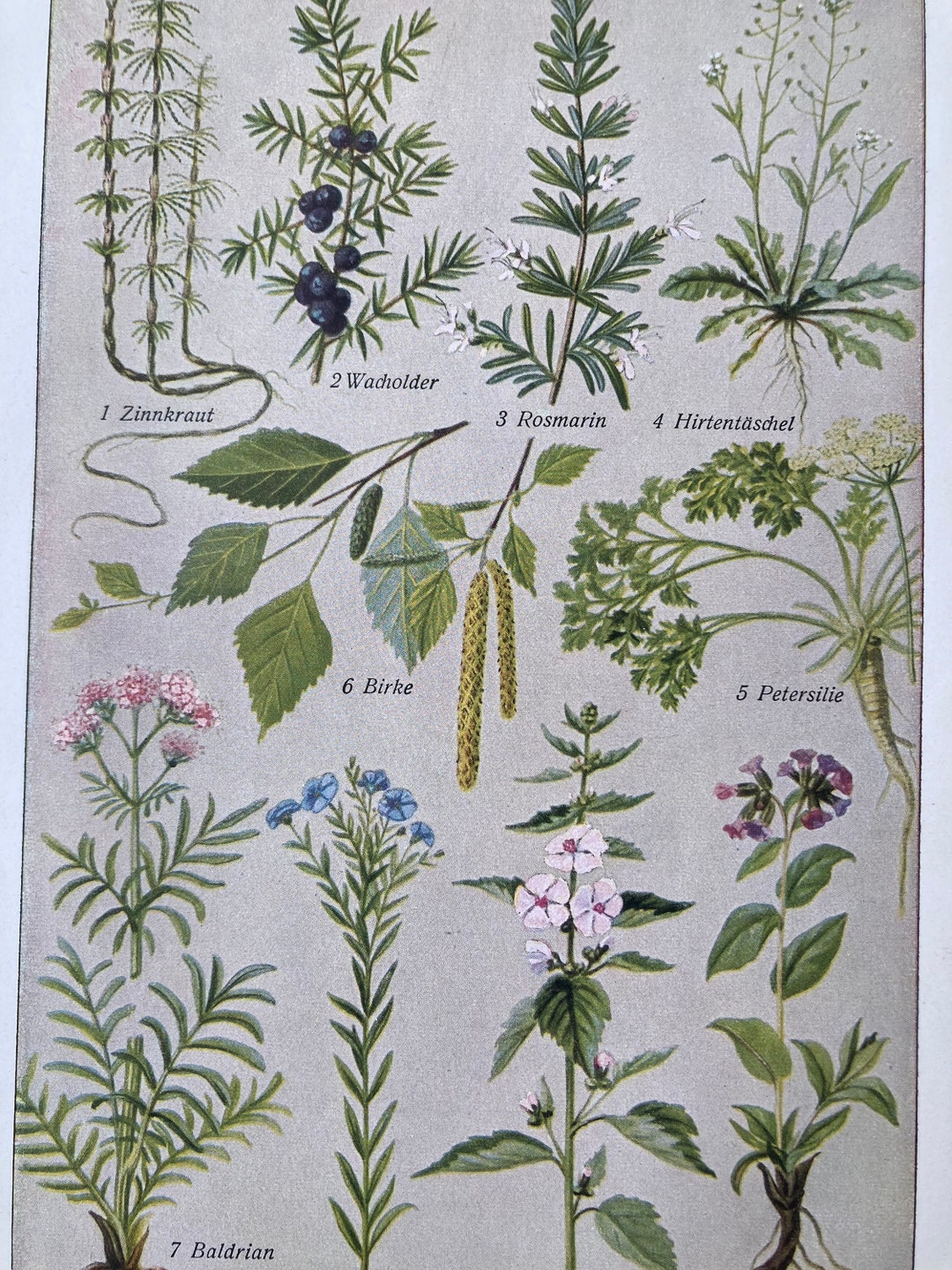 Medicinal Plants. Plant. Antique Print. Original. Vintage. Seldom. Old ...