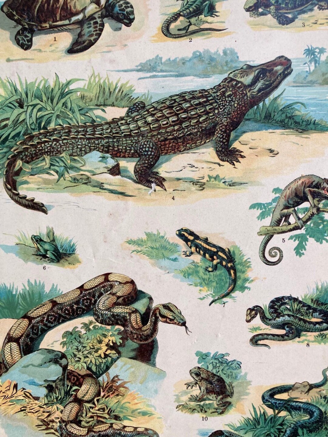 Reptiles. Antique Lithograph. Original. Vintage. Print. Seldom. Color ...