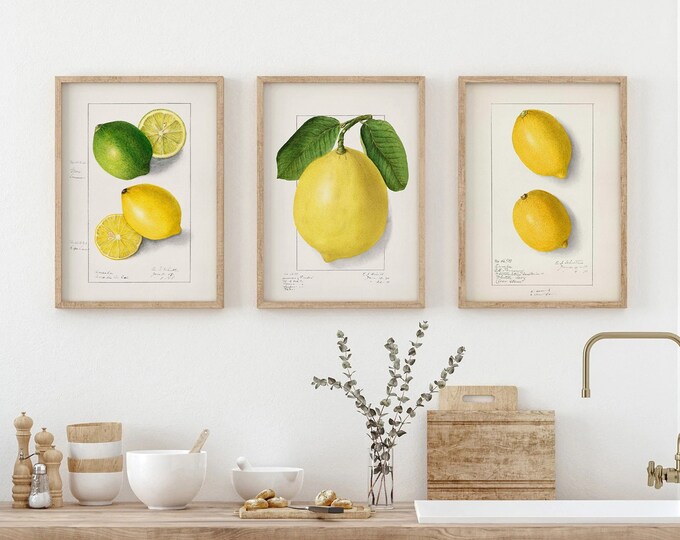 Lemon Print, Vintage Kitchen Poster Wall Art Decor, Lemons Drawing Gift ...