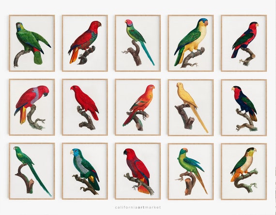 Set of 15 Bird Prints Botanical Prints Bird Illustrations - Etsy