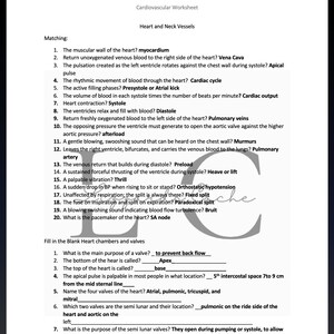 Cardiovascular Practice Worksheet W/ Answers (nursing Anatomy and ...