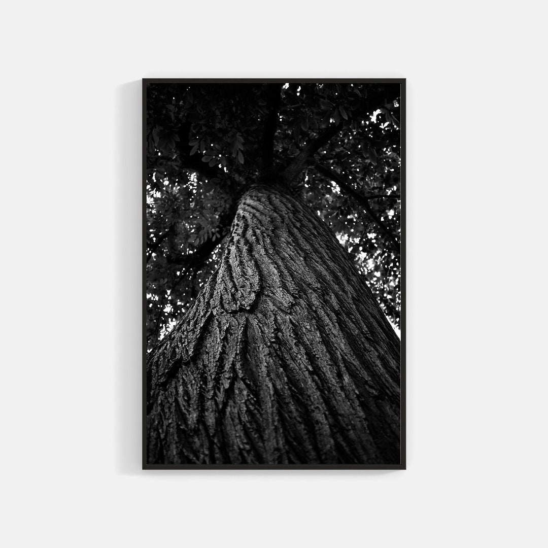 Black and White, Redwood, Tree, Portrait, Digital Download. - Etsy
