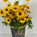 Burst of Sunflowers in a Galvanized Bucket to Let Someone Know - Etsy