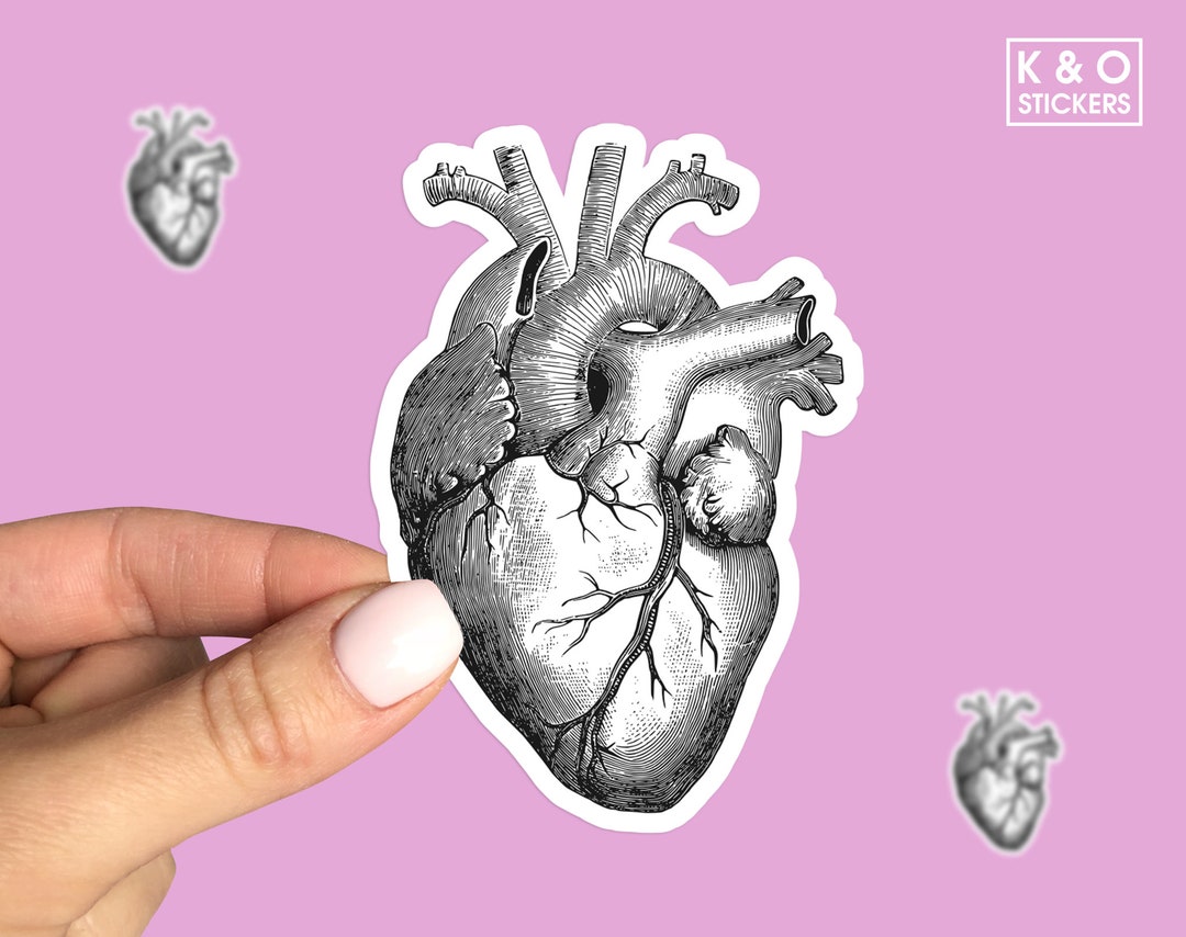 Anatomical Heart Vinyl Sticker, Nurse Doctor Friend Gift Stickers ...