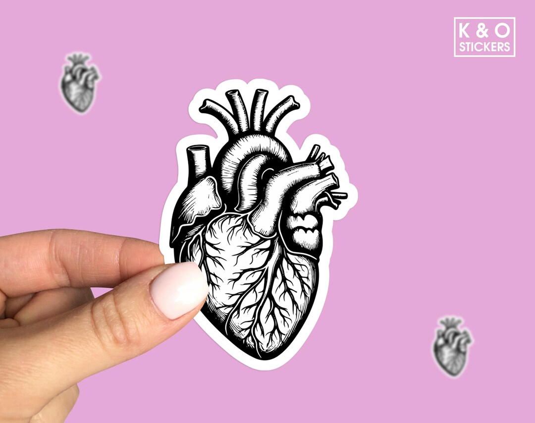 Anatomical Heart Sticker | Anatomical Art | Heart Anatomy | Medical ...