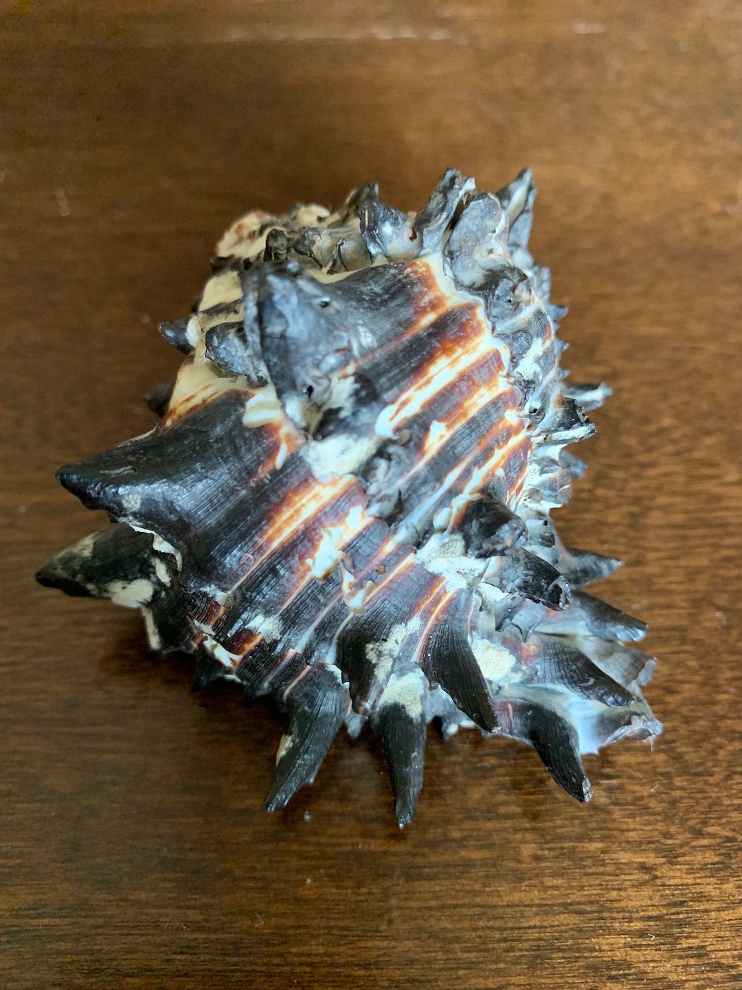 Vintage Natural Sea SHELL SPIDER CONCH Shell 3" Long - Etsy