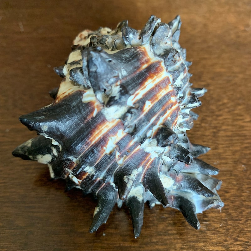 Natural Sea Shells - Etsy