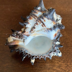 Vintage Natural Sea SHELL SPIDER CONCH Shell 3" Long - Etsy