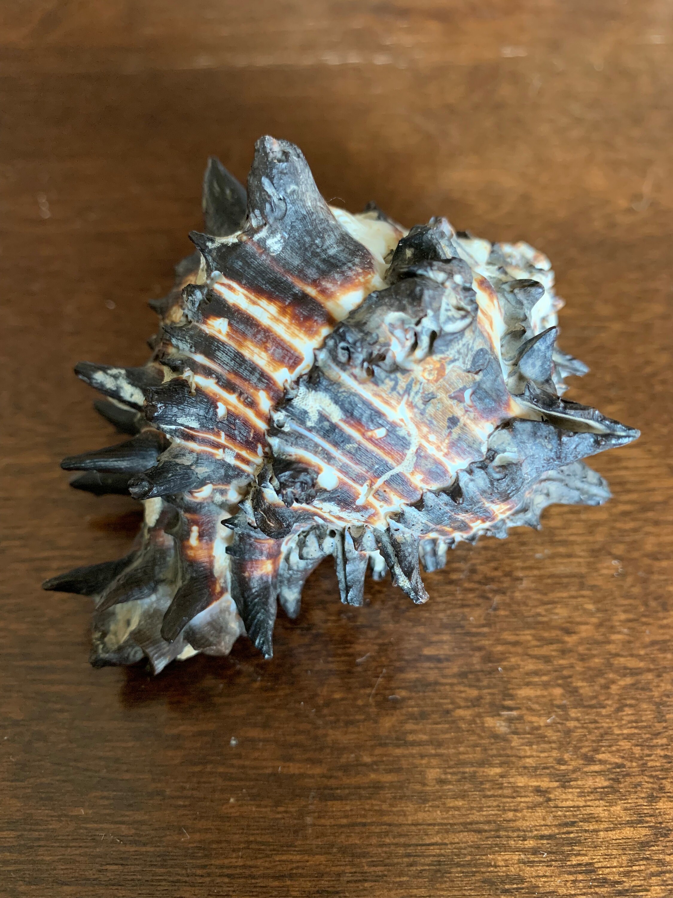 Vintage Natural Sea SHELL SPIDER CONCH Shell 3 Long - Etsy