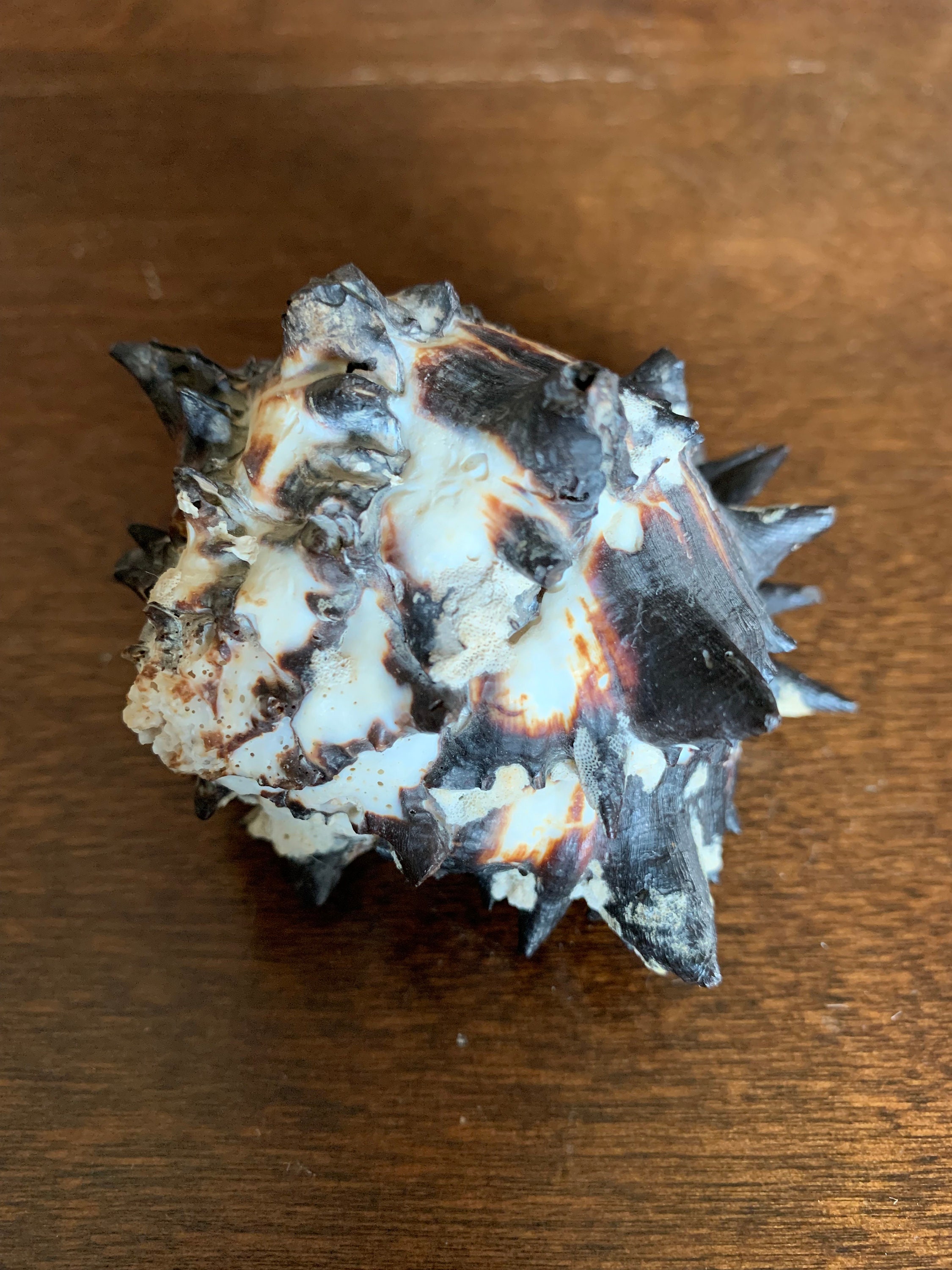 Vintage Natural Sea SHELL SPIDER CONCH Shell 3 Long - Etsy