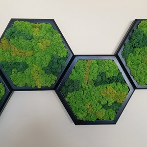 Hexagon Honeycomb Moss Wall Art Decor | 30cm Diameter | Forever Plants ...