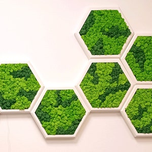 Hexagon Honeycomb Moss Wall Art Decor | 30cm Diameter | Forever Plants ...