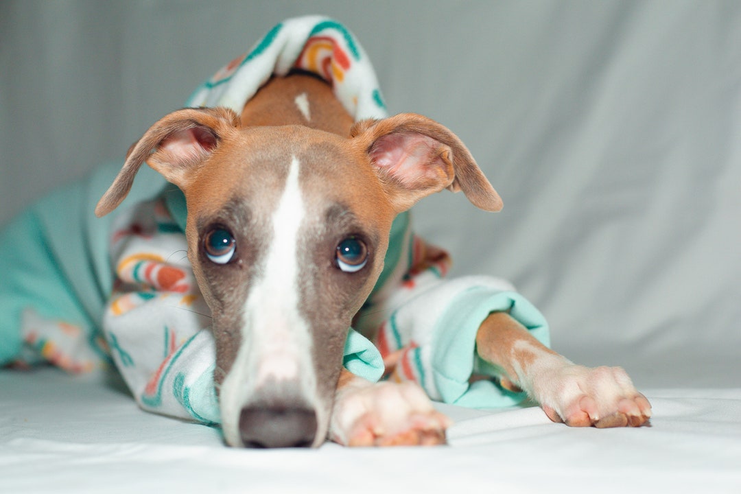 Aqua Rainbow Whippet Pyjamas 2 Leg Sleeves - Etsy Australia