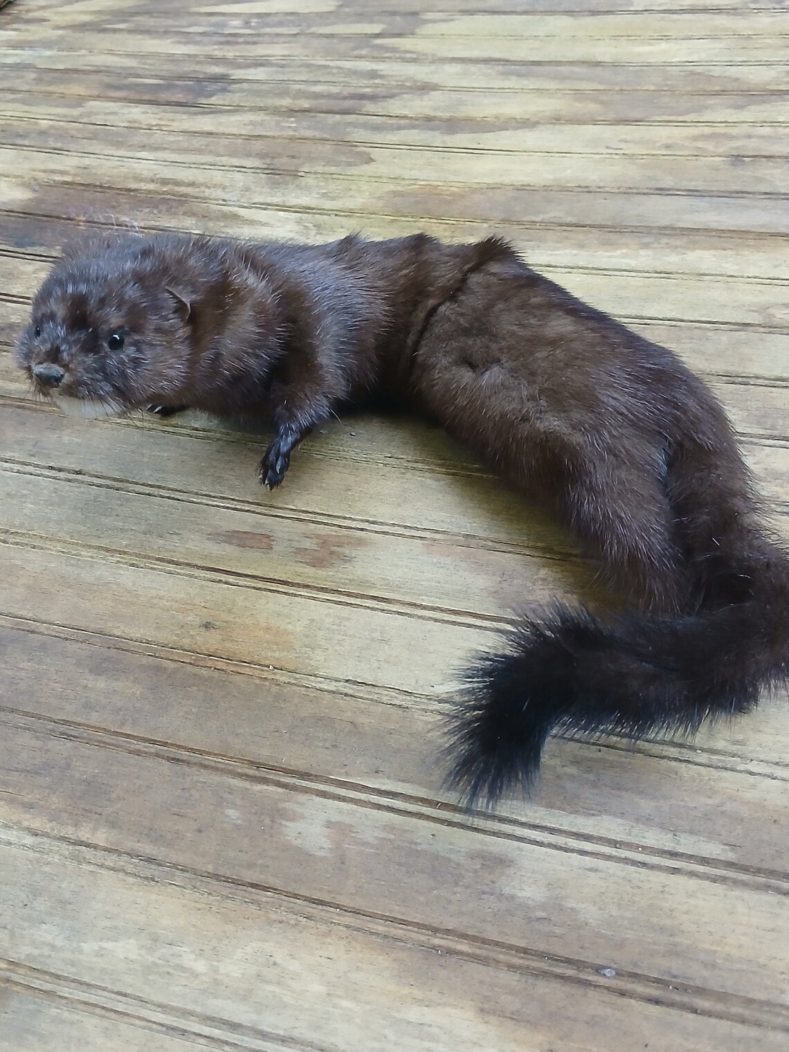 Mink Soft Mount - Etsy