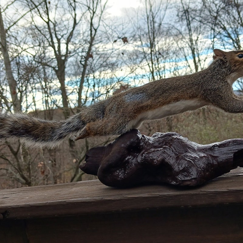 Squirrel Taxidermy - Etsy