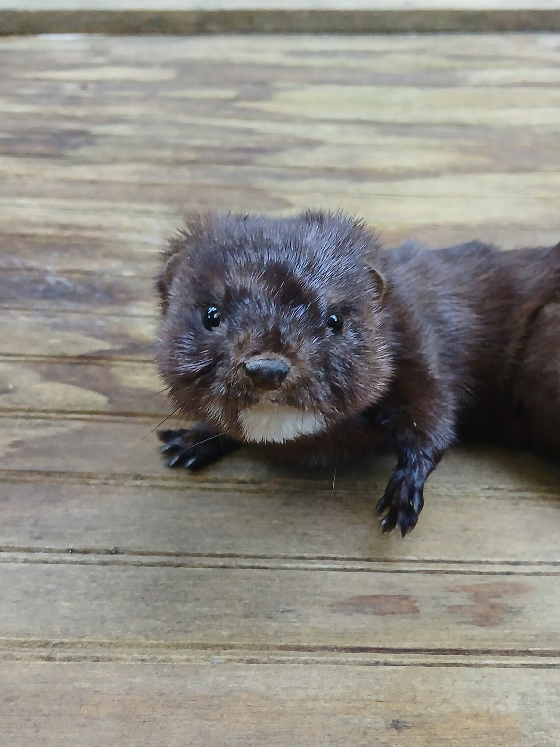 Mink Soft Mount - Etsy