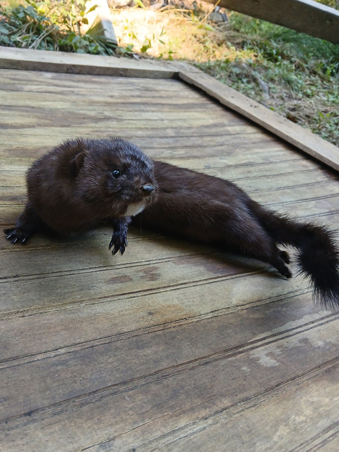 Mink Soft Mount - Etsy