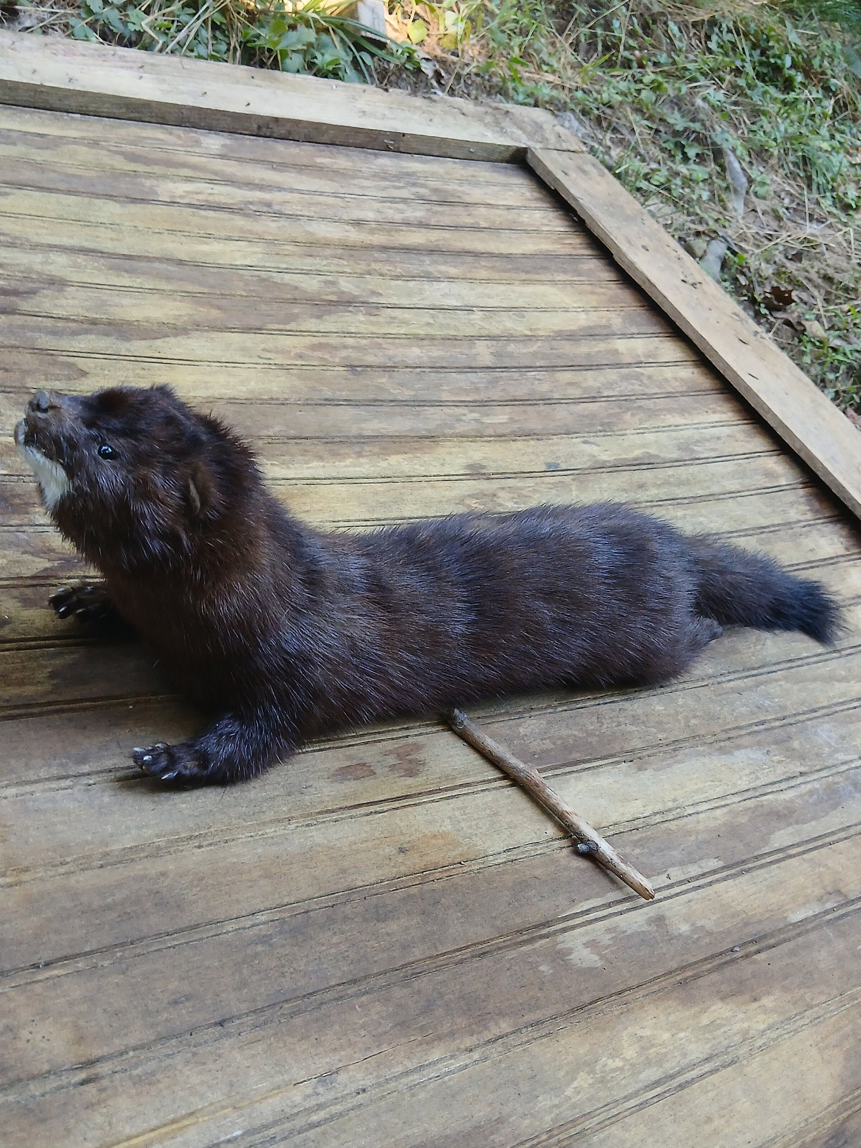 Mink Soft Mount-large - Etsy