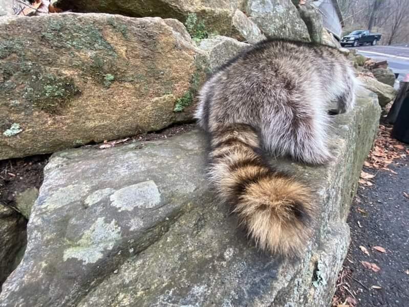 Soft Raccoon Mount - Etsy