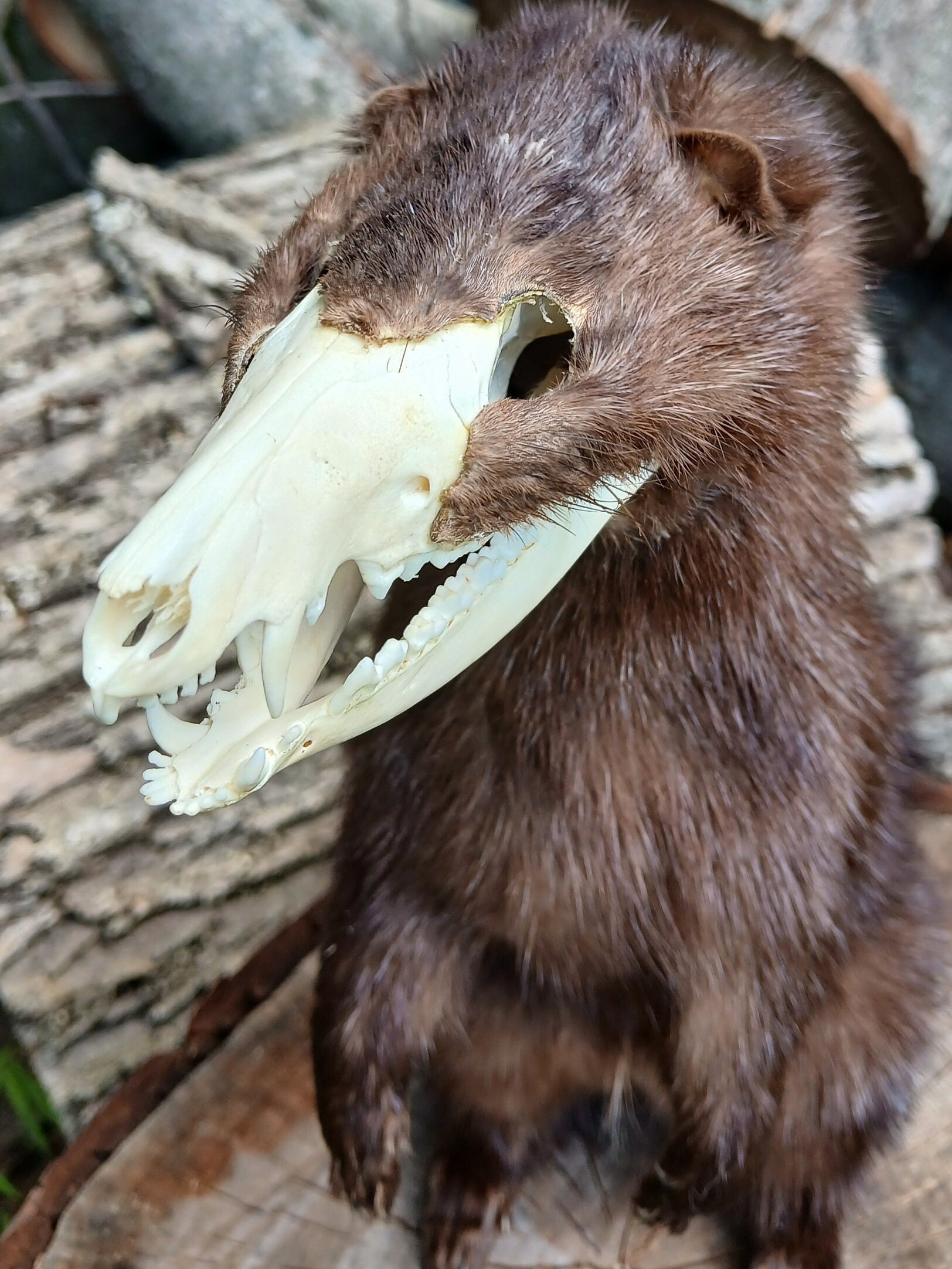 Baby Wendigo - Etsy
