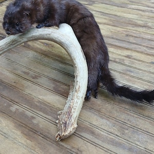 Mink Soft Mount - Etsy