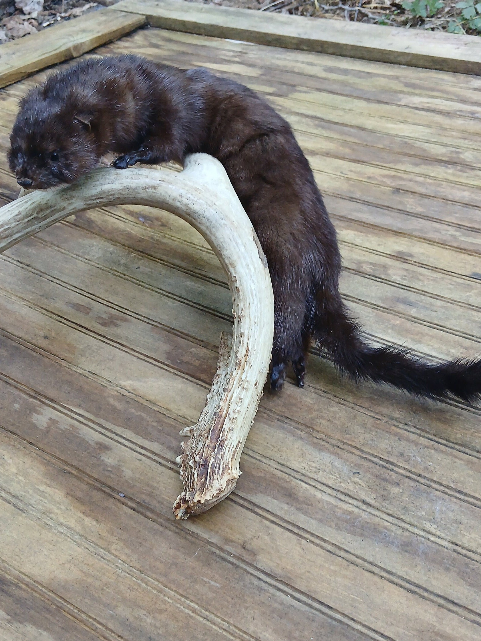Mink Soft Mount - Etsy
