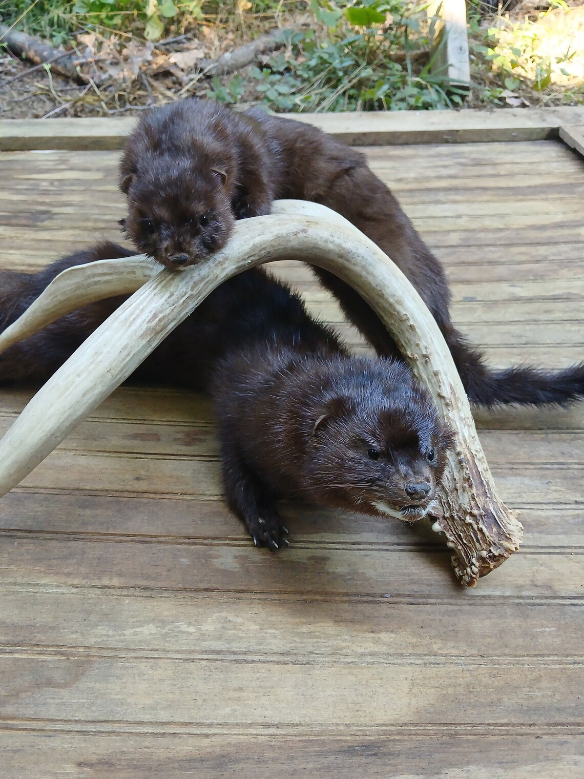 Mink Soft Mount - Etsy