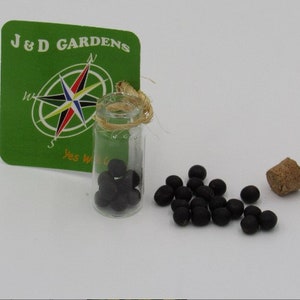 SEEDS - Robert Kemp Canna Lily - 20 Seeds per Bottle - Etsy