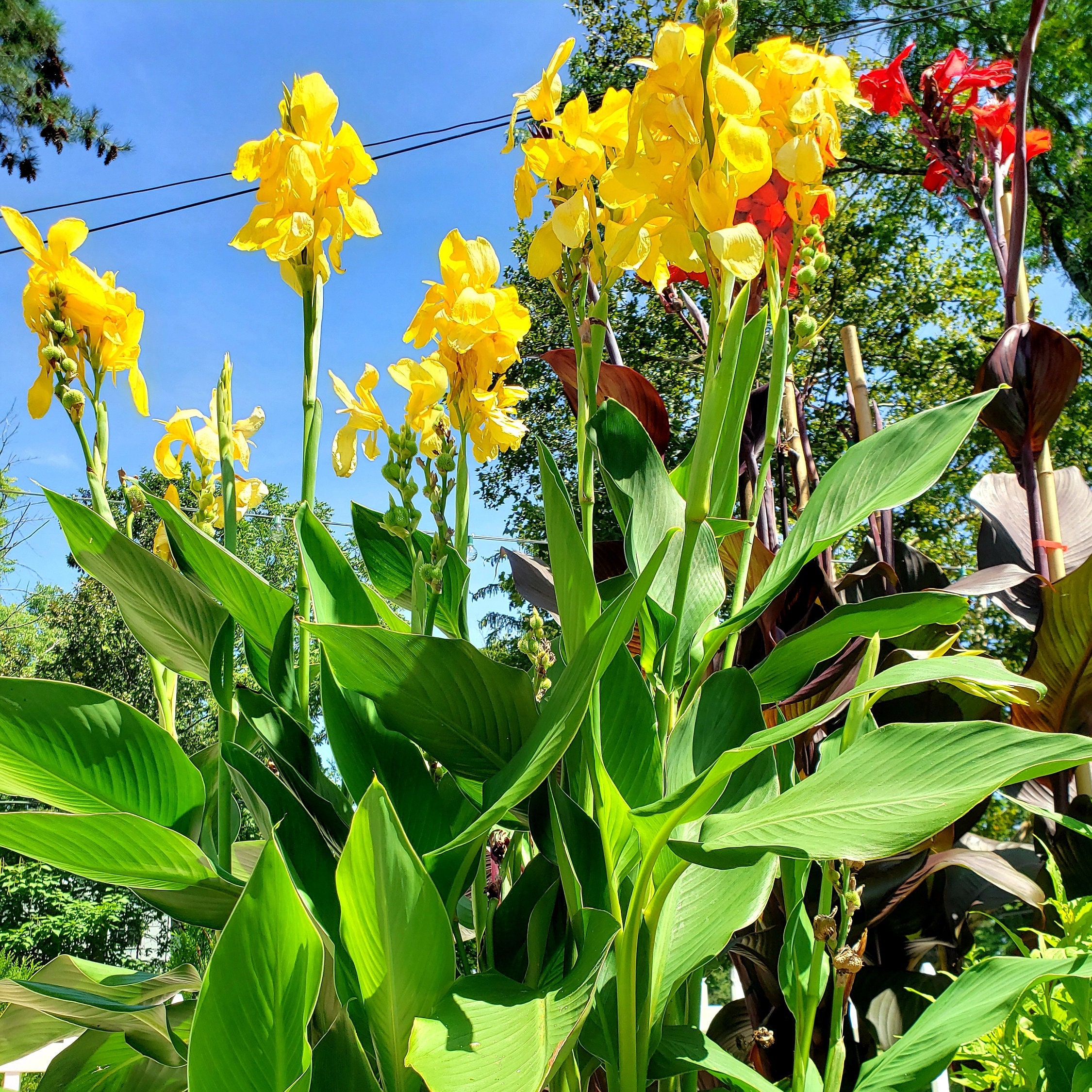 SEEDS Cannova Yellow Canna Lily 32 Seeds per Bottle - Etsy