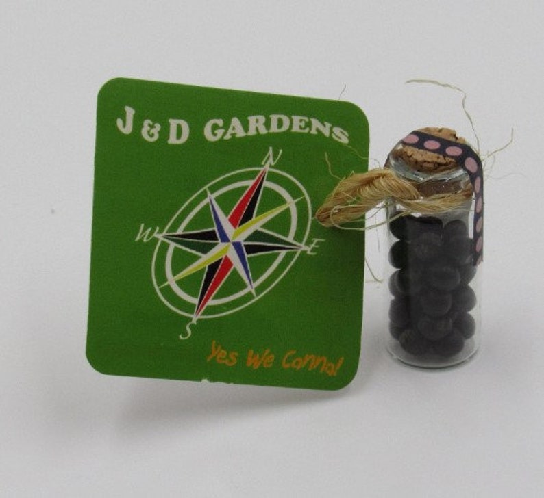 SEEDS Robert Kemp Canna Lily 20 Seeds per Bottle - Etsy