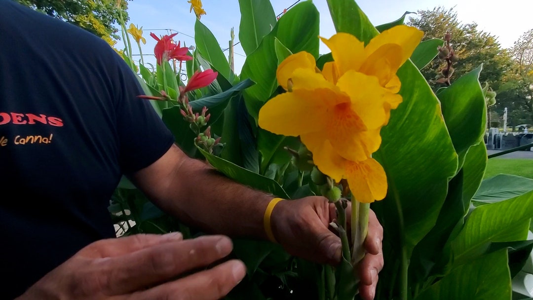 SEEDS - Golden Lucifer Canna Lily - 30 Seeds per Bottle - Etsy