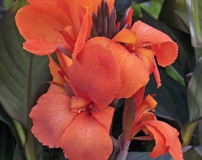 SEEDS Cannova Orange Bronze Canna Lily 30 Seeds per Bottle - Etsy