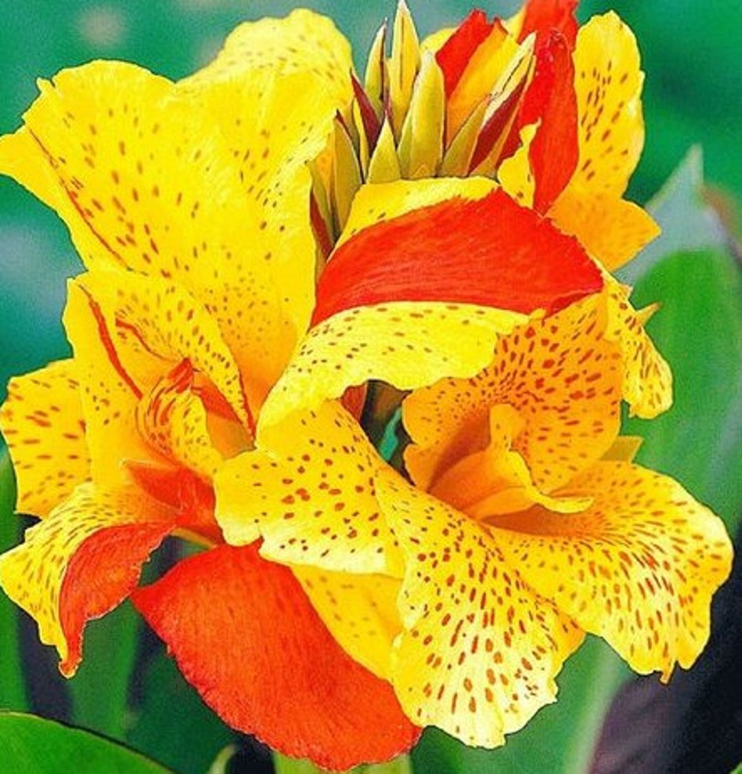 LIVE Plant - Cleopatra Canna Lily *now in Stock! - Etsy