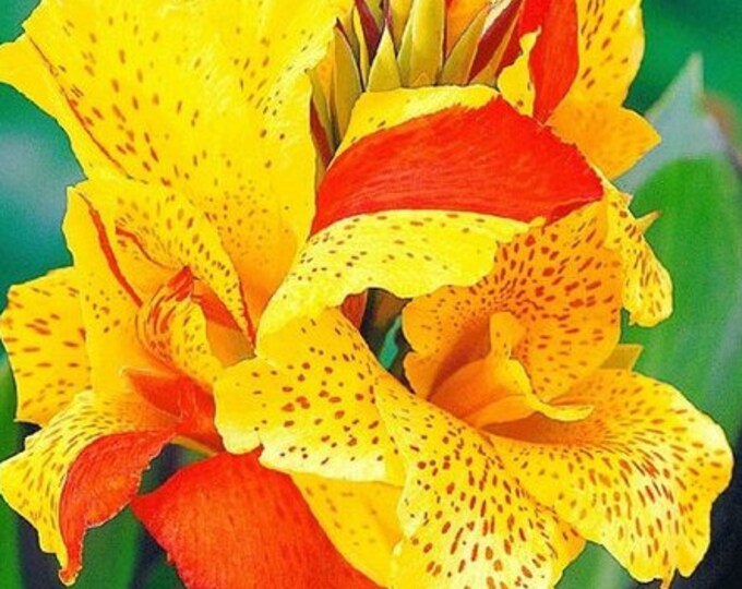LIVE Plant Cleopatra Canna Lily now in Stock - Etsy