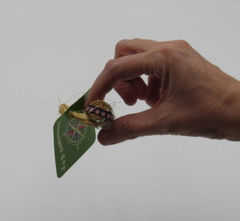 SEEDS Robert Kemp Canna Lily 20 Seeds per Bottle - Etsy