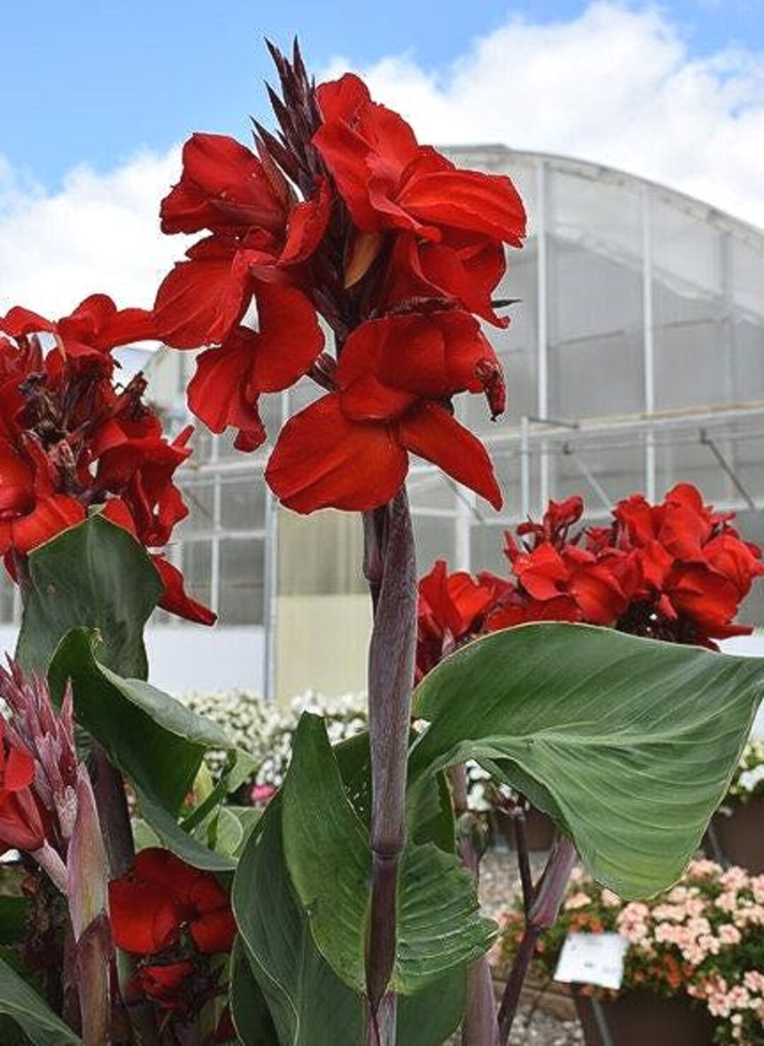 LIVE Plant - Fire Dragon Canna Lily *now in Stock! - Etsy