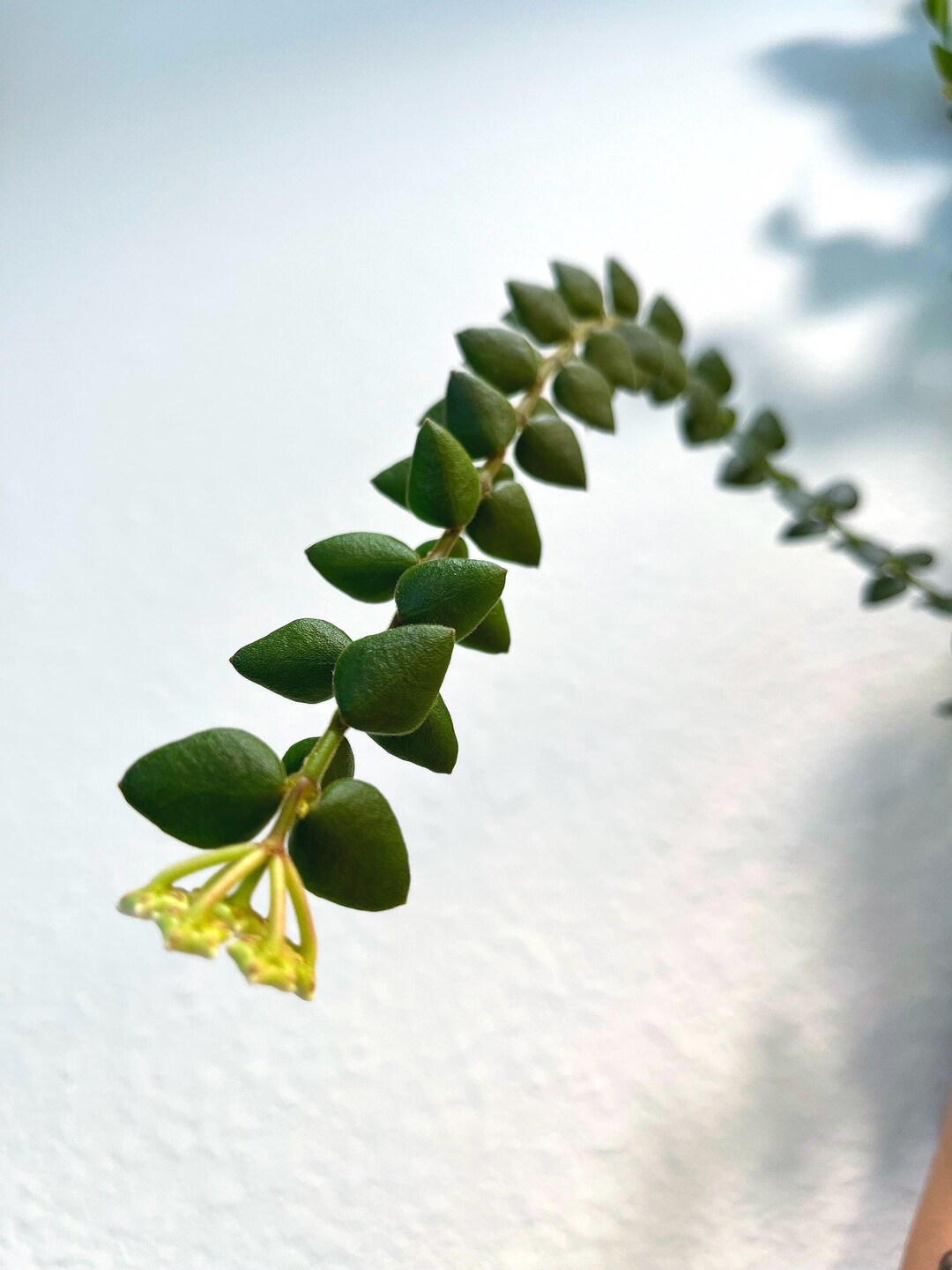 Cutting: Hoya Chinghungensis 3-node | Rare Hoya | Fresh Cutting | Small ...