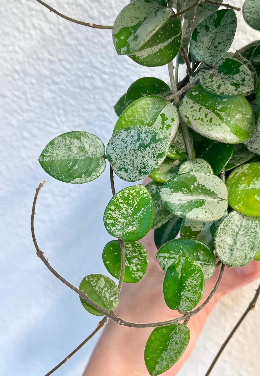 Cutting: Hoya Mathilde Splash/silver 1 Node | Fresh Cutting | Live ...