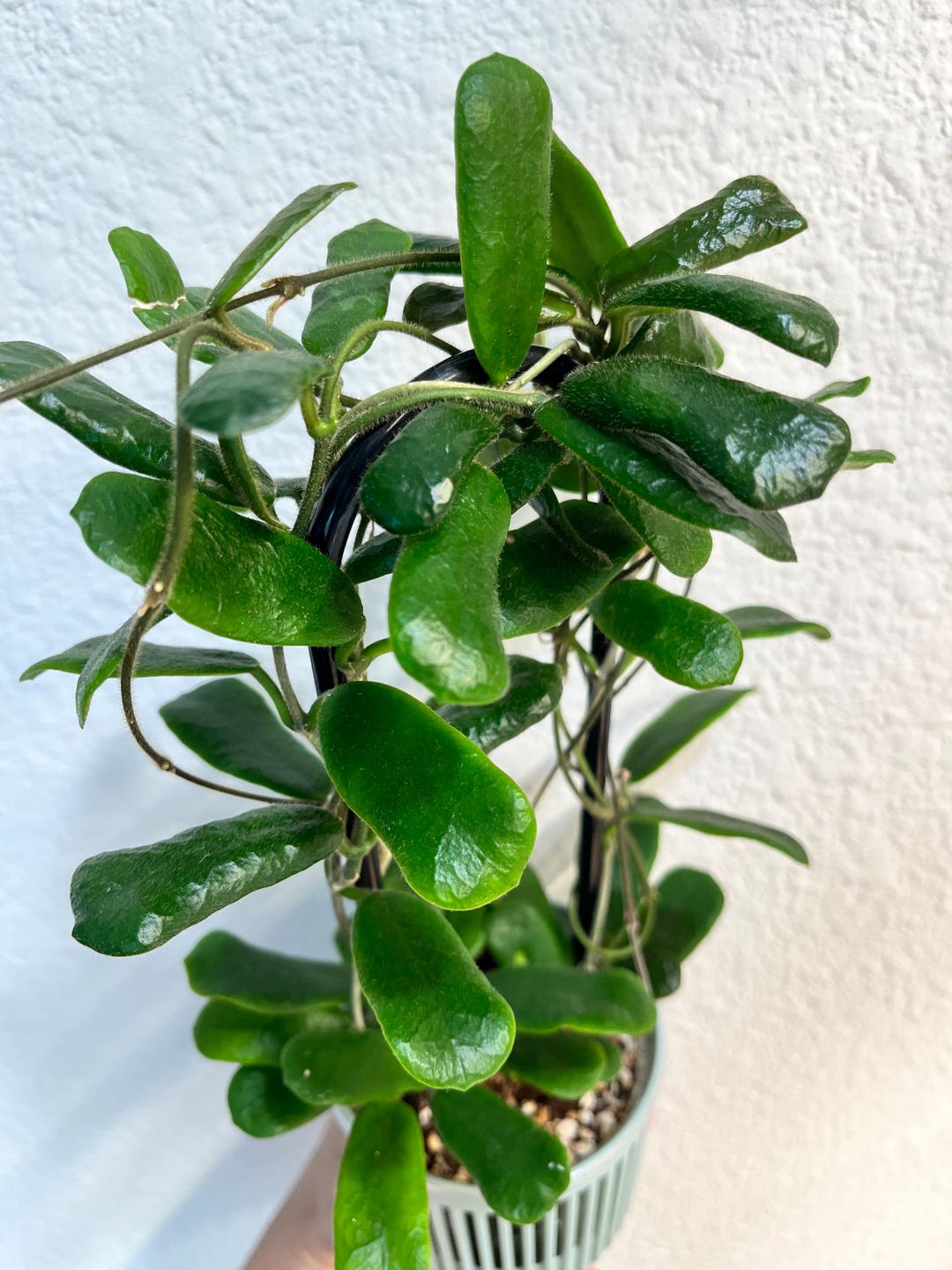 Cutting: Hoya Rotundiflora 1-node | Square-shaped Leaves | Rare Hoya ...